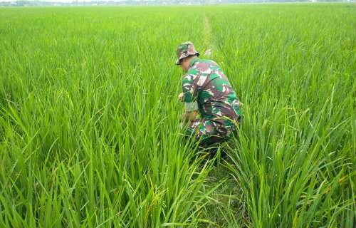 Tanaman Padi Demplot Kodim Purbalingga Tumbuh Subur