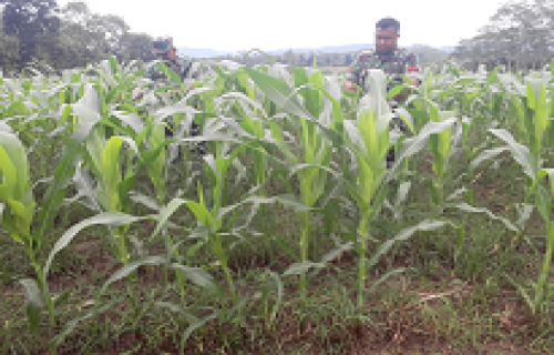 Pemantauan Tanaman Jagung Hibrida Bisi 18 Di Lahan Demplot