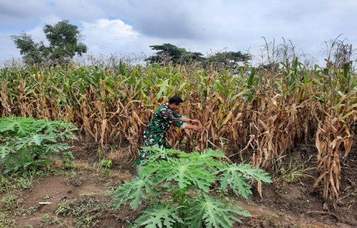 Demplot Jagung Kodim Tegal Berumur 100 Hari