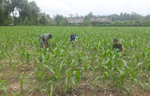 Penyiangan Di Lahan demplot tanaman jagung